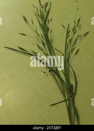 Japanese brome (Bromus japonicus) Plantae Stock Photo - Alamy