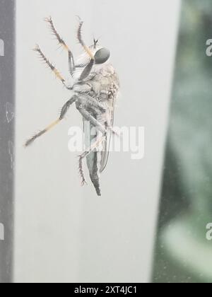 Sand Hammertail (Efferia albibarbis) Insecta Stock Photo - Alamy