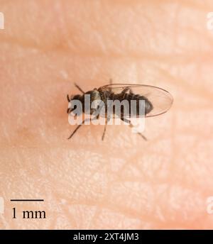 Black Flies (Simuliidae) Insecta Stock Photo - Alamy