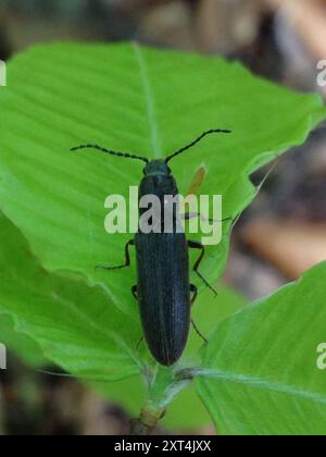 Cylindrical Click Beetle (Sylvanelater cylindriformis) Insecta Stock ...