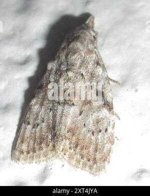 Tufted Moths (Nolidae) Insecta Stock Photo - Alamy