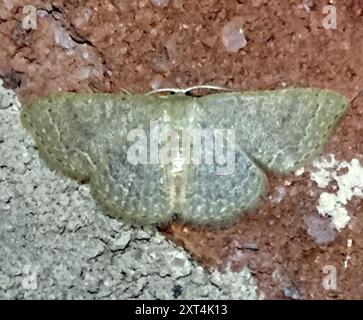 Common Tan Wave (Pleuroprucha insulsaria) Insecta Stock Photo - Alamy