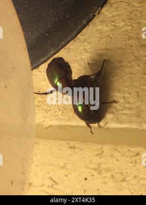 Margined Shining Leaf Chafer (Callistethus marginatus) Insecta Stock ...