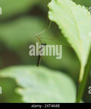 Crane Flies (Tipulomorpha) Insecta Stock Photo - Alamy