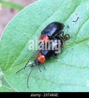 (Exosoma gaudionis) Insecta Stock Photo - Alamy