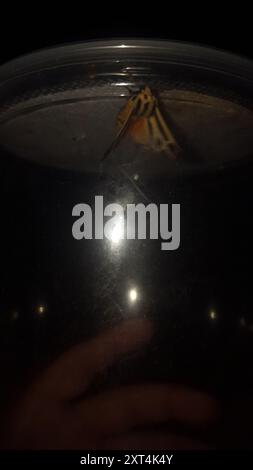 Harnessed Tiger Moth (Apantesis phalerata) Insecta Stock Photo - Alamy