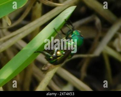 Green Jewel Fly (Ornidia obesa) Insecta Stock Photo - Alamy