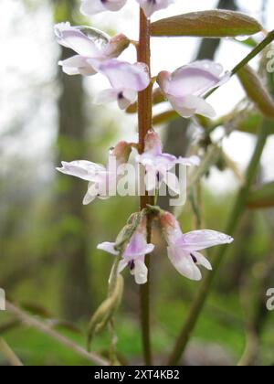 Carolina Vetch (Vicia caroliniana) Plantae Stock Photo - Alamy
