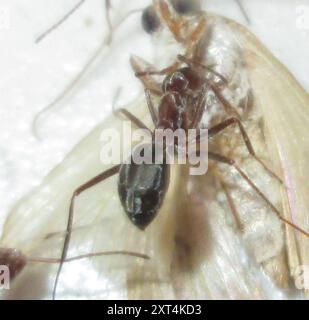 Large Pugnacious Ant (Anoplolepis custodiens) Insecta Stock Photo - Alamy