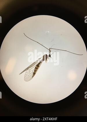 Winter Crane Flies (Trichoceridae) Insecta Stock Photo - Alamy