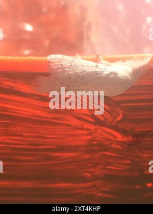 Dot-lined White (Artace cribrarius) Insecta Stock Photo - Alamy
