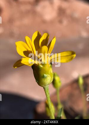 Thrift Mock Goldenweed (Stenotus armerioides) Plantae Stock Photo - Alamy