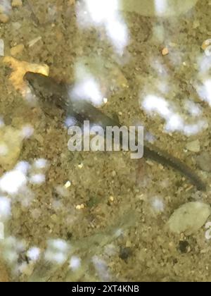 Common Mudpuppy (Necturus maculosus) Amphibia Stock Photo - Alamy