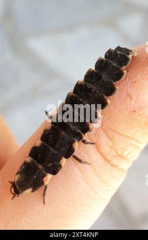 (Lampyris raymondi) Insecta Stock Photo - Alamy