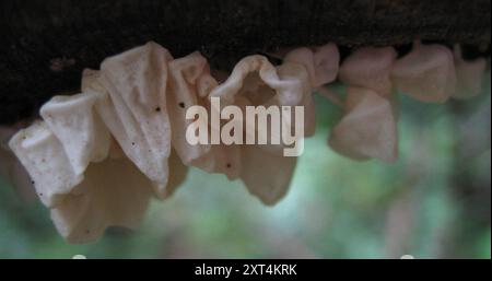 bladder stalks (Physalacria inflata) Fungi Stock Photo - Alamy