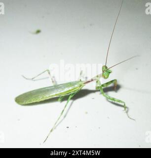 (Miomantis binotata) Insecta Stock Photo - Alamy
