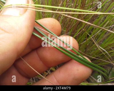 (Xyris capensis) Plantae Stock Photo - Alamy