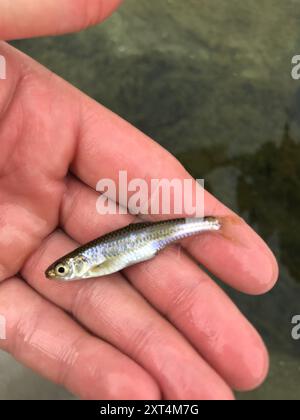 Texas Shiner (Notropis amabilis) Actinopterygii Stock Photo - Alamy