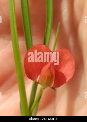 Grass Pea (Lathyrus sphaericus) Plantae Stock Photo - Alamy
