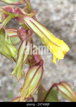 shy monkeyflower (Erythranthe nasuta) Plantae Stock Photo - Alamy