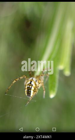 Cricket-bat Orbweaver (Mangora acalypha) Arachnida Stock Photo - Alamy