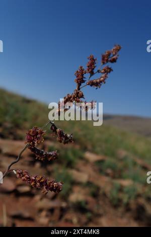 Red-Topped Signal Grass (Urochloa serrata) Plantae Stock Photo - Alamy