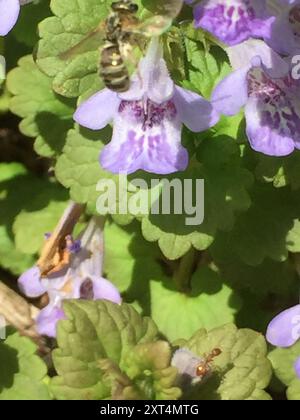 Confusing Furrow Bee (Halictus confusus) Insecta Stock Photo - Alamy