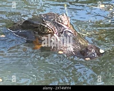 Brown Caiman (Caiman crocodilus fuscus) Reptilia Stock Photo - Alamy