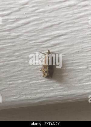Fruit-tree Leafroller Moth (Archips argyrospila) Insecta Stock Photo ...