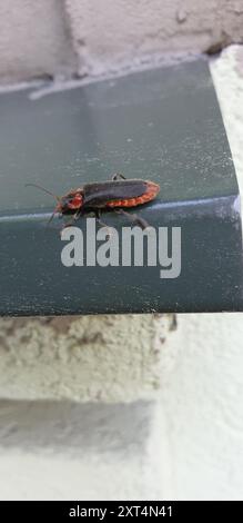 Dark Sailor Beetle (Cantharis fusca) Insecta Stock Photo - Alamy