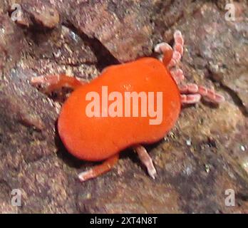 Giant Velvet Mites (Dinothrombium) Arachnida Stock Photo - Alamy