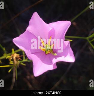 Largeflower Rose Gentian (Sabatia grandiflora) Plantae Stock Photo - Alamy