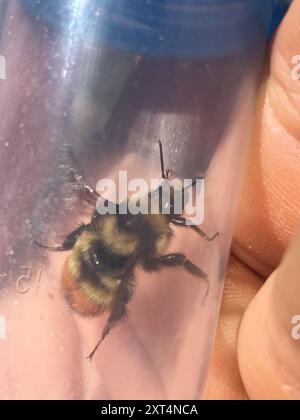 Great Basin Bumble Bee (Bombus centralis) Insecta Stock Photo - Alamy