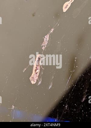 Bird Nest Moth (Monopis crocicapitella) Insecta Stock Photo - Alamy