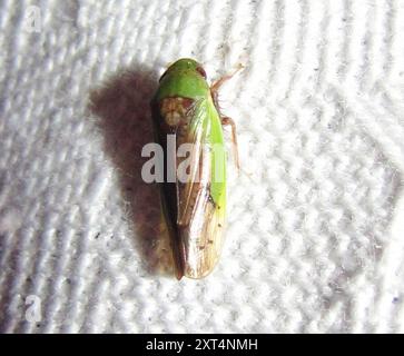 (Ponana pectoralis) Insecta Stock Photo - Alamy