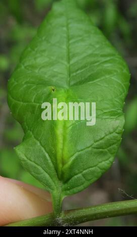 Ash Petiole Gall Midge (Dasineura tumidosae) Insecta Stock Photo - Alamy