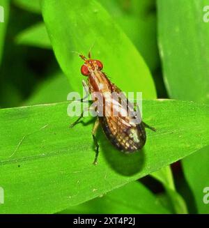 (Trypetoptera canadensis) Insecta Stock Photo - Alamy