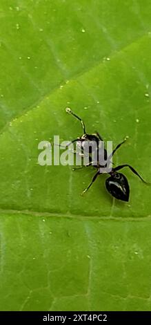 Acrobat Ants and Cocktail Ants (Crematogaster) Insecta Stock Photo - Alamy