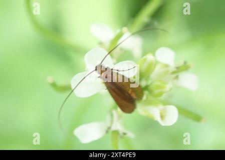 Meadow Longhorn (Cauchas rufimitrella) Insecta Stock Photo - Alamy