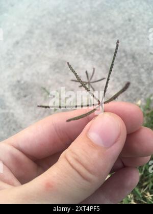Bermuda grass (Cynodon dactylon) Plantae Stock Photo - Alamy