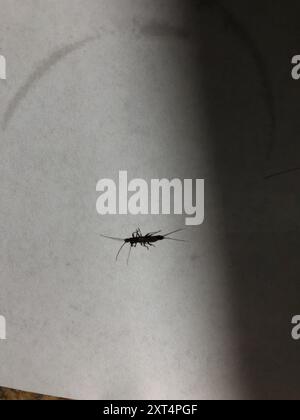 Small Winter Stoneflies (Capniidae) Insecta Stock Photo - Alamy