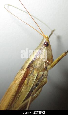Coneheads (Ruspolia) Insecta Stock Photo - Alamy