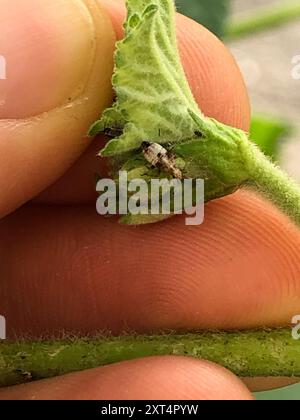 (Deraeocoris flavilinea) Insecta Stock Photo - Alamy