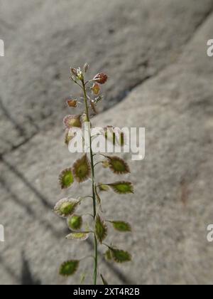 Fringepods (Thysanocarpus) Plantae Stock Photo - Alamy