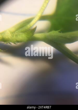 Labrador violet (Viola labradorica) Plantae Stock Photo - Alamy
