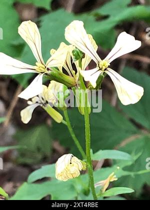 rocketsalad (Eruca vesicaria) Plantae Stock Photo - Alamy