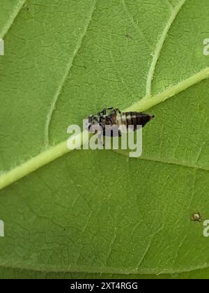 True Hoppers (Auchenorrhyncha) Insecta Stock Photo - Alamy