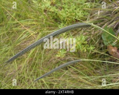 Sickle Grass (Ctenium concinnum) Plantae Stock Photo - Alamy