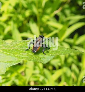 (Laphria sericea) Insecta Stock Photo - Alamy