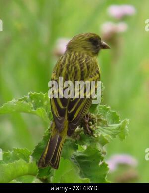southern citril, Crithagra hyposticta Stock Photo - Alamy